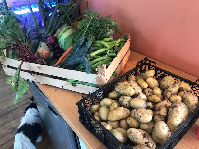 30 Rapid fire tips for your vegetable plot – Self Sufficient Hub